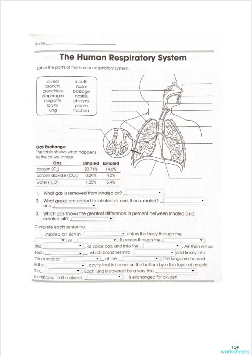 Parts of the face. Interactive worksheet | TopWorksheets
