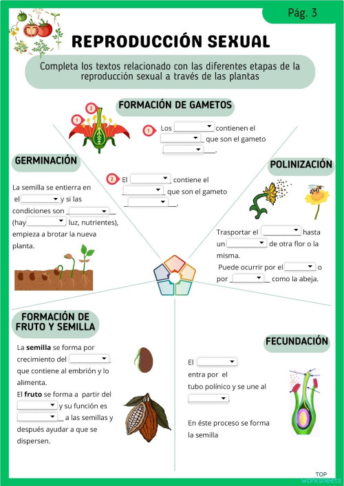 REPRODUCCIÓN SEXUAL DE LAS PLANTAS. Ficha interactiva | TopWorksheets