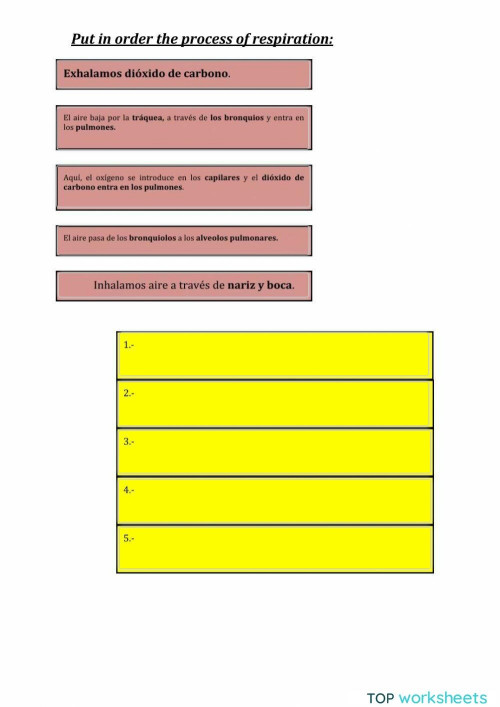 The process of respiration. Interactive worksheet | TopWorksheets