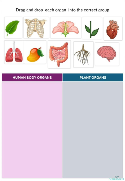 Plant vs Human Body Organs. Interactive worksheet | TopWorksheets