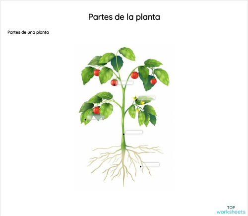 Partes de la planta. Ficha interactiva | TopWorksheets