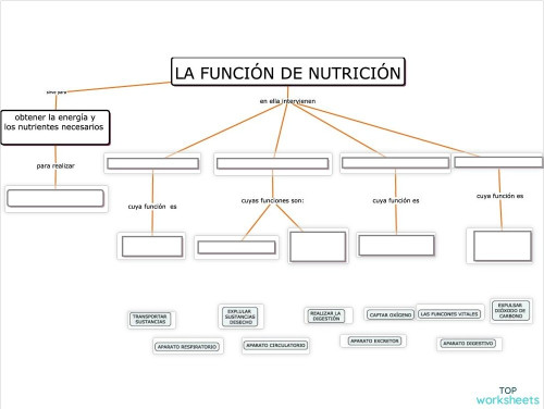 LA FUNCIÓN DE NUTRICIÓN. Ficha interactiva | TopWorksheets