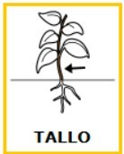 PARTES DE LA PLANTA. Ficha interactiva | TopWorksheets