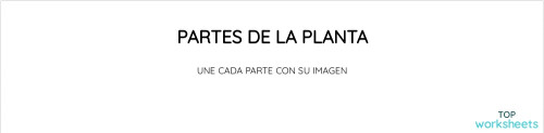 PARTES DE LA PLANTA. Ficha interactiva | TopWorksheets
