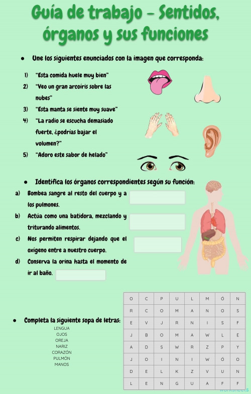 Guía de trabajo - Sentidos, órganos y sus funciones. Ficha interactiva | TopWorksheets