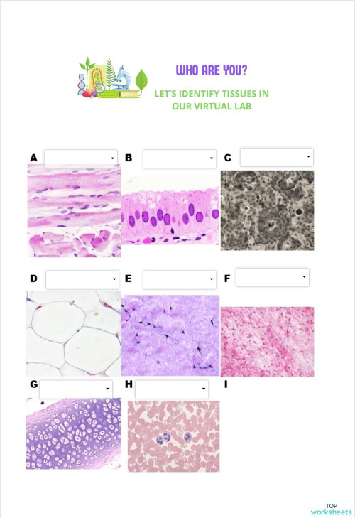 WWWWHO ARE YOU? LET'S IDENTIFY TISSUES IN OUR VIRTUAL LAB (Copia ...
