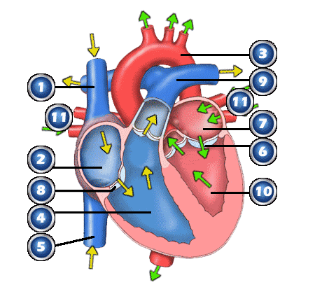 repaso anatomía del corazón. Ficha interactiva | TopWorksheets
