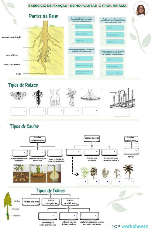 Partes das plantas. Ficha interativa | TopWorksheets