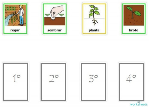 CRECIMIENTO DE LAS PLANTAS. Ficha interactiva | TopWorksheets