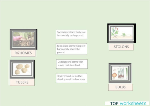 Asexual reproduction in plants. Interactive worksheet | TopWorksheets
