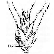 Lab 5: Plant Parts. Interactive worksheet | TopWorksheets