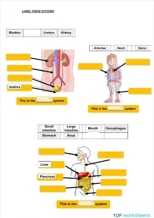 Label these body systems. Interactive worksheet | TopWorksheets