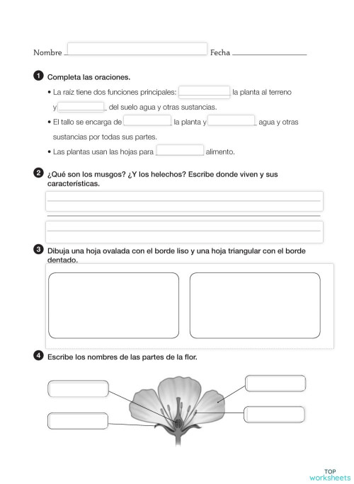 Las plantas 4º. Ficha interactiva | TopWorksheets