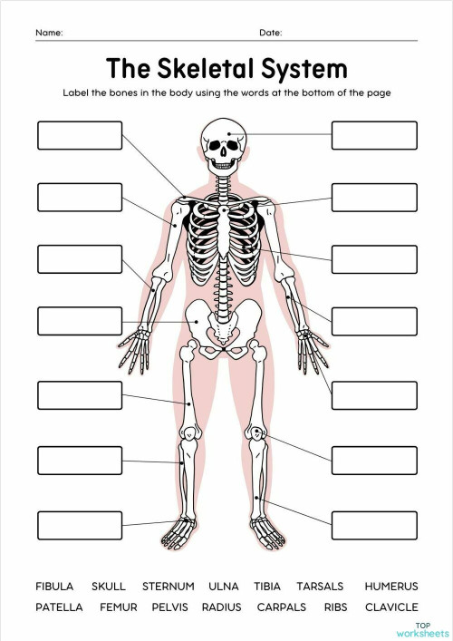 Skeletal System Worksheet In Colorful Simple Style. Ficha interactiva ...
