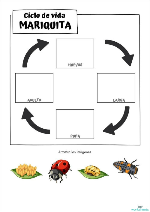 Ciclo de vida de la Mariquita. Ficha interactiva | TopWorksheets