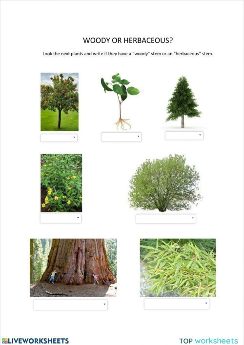 Types of stems. Interactive worksheet | TopWorksheets