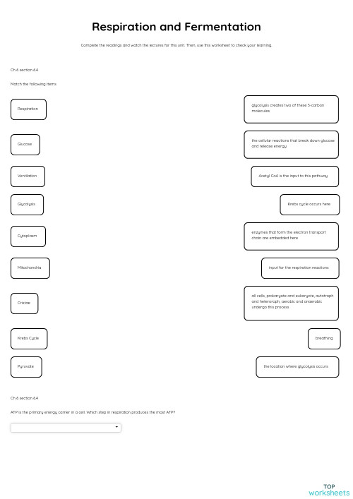 Respiration and Fermentation. Interactive worksheet | TopWorksheets