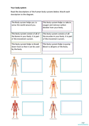 your body system. Interactive worksheet | TopWorksheets