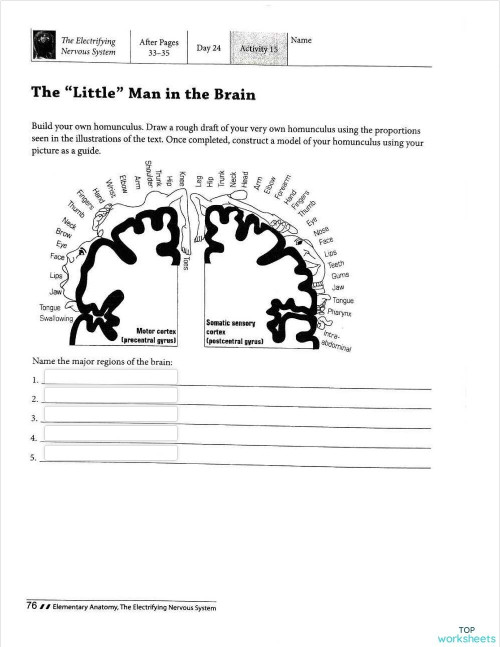 Activity 15: The "Little" Man in the Brain. Interactive worksheet ...
