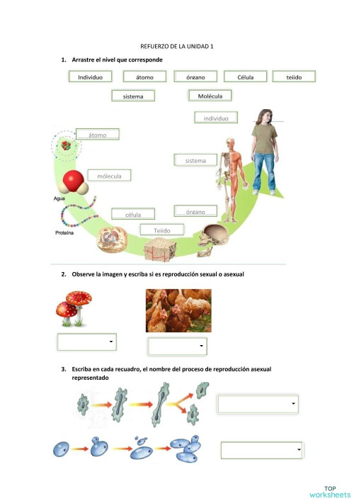 CARACTERISTICAS DE LOS SERES VIVOS. Ficha interactiva | TopWorksheets