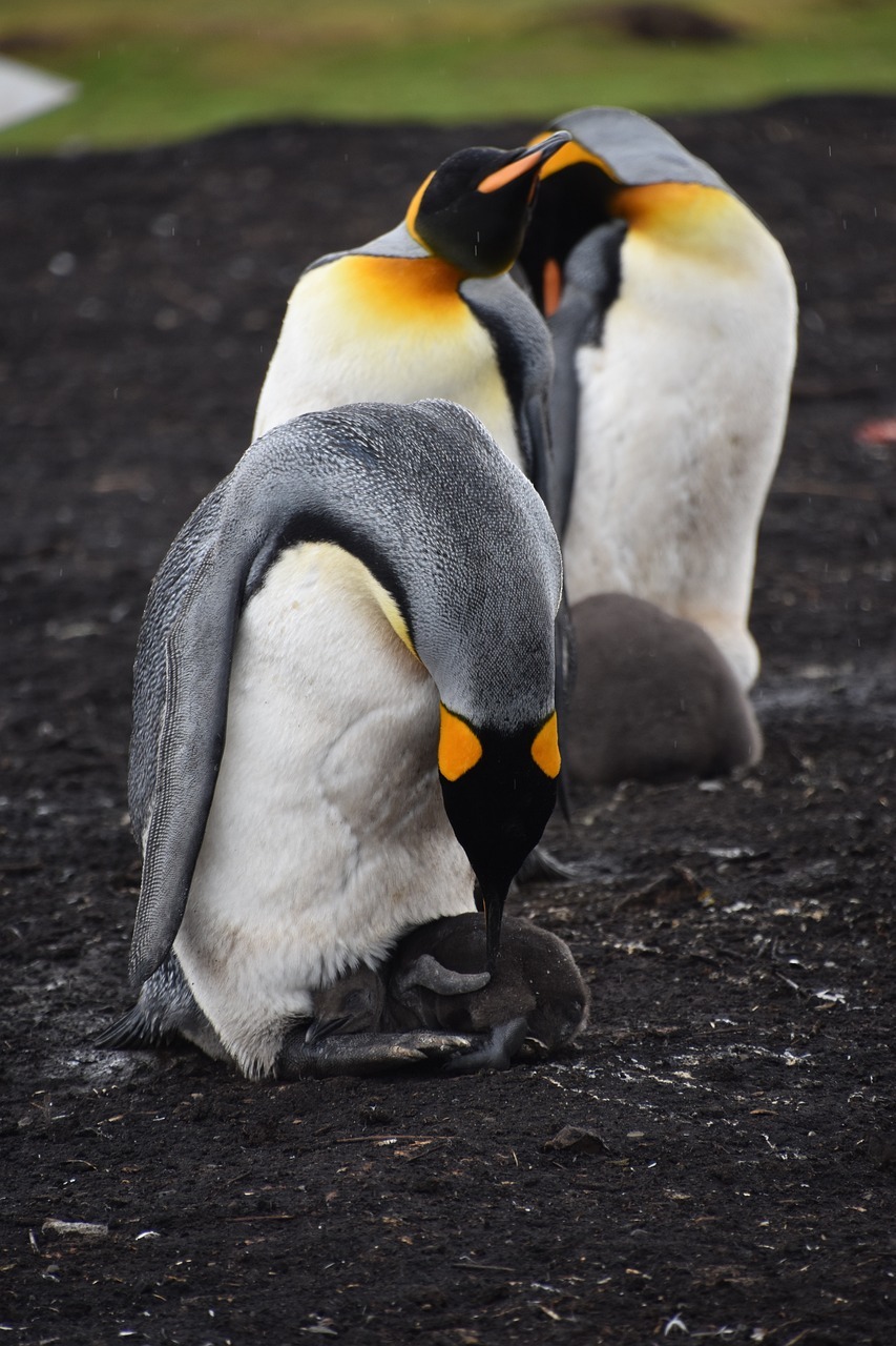 Topic - Travel: MARCH OF THE PENGUINS. Interactive worksheet ...
