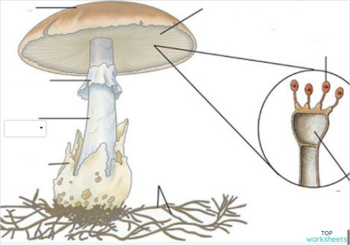 LAS SETAS Y SU CLASIFICACIÓN. Ficha interactiva | TopWorksheets