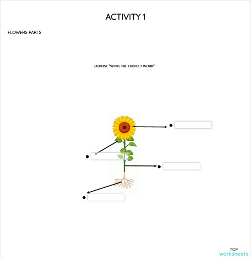 ACTIVITY 1. Interactive worksheet | TopWorksheets