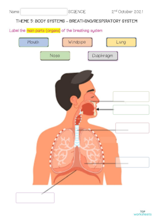 Year 4 Science: Body System - Breathing System. Interactive worksheet ...