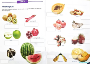 Classifying fruits. Interactive worksheet | TopWorksheets