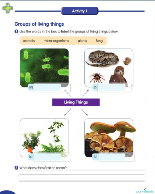 ACTIVITY 1. Interactive worksheet | TopWorksheets