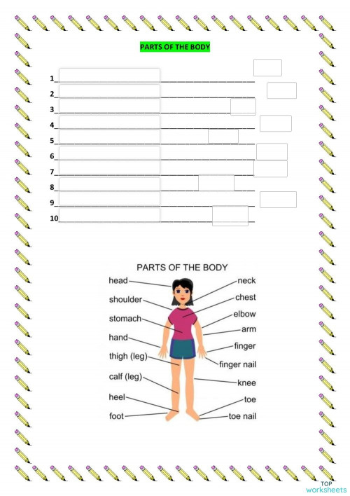 PARTS OF THE BODY (SEVENTH GRADE). Interactive worksheet | TopWorksheets