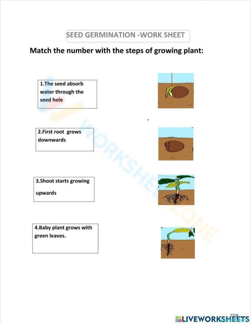 Las partes de la flor. Ficha interactiva | TopWorksheets
