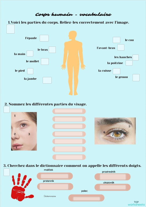 Les parties du corps - vocabulaire. Fiche interactive | TopWorksheets