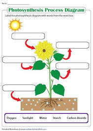 photosynthesis. Interactive worksheet | TopWorksheets
