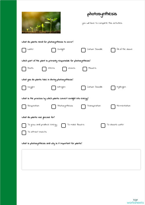 photosynthesis. Interactive worksheet | TopWorksheets