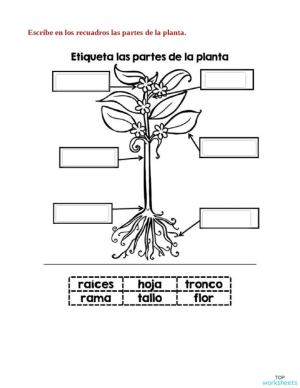 Las partes de la planta. Ficha interactiva | TopWorksheets