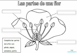 Partes de la flor. Ficha interactiva | TopWorksheets