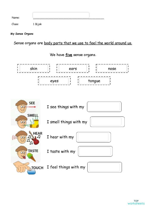 Week 5: My Sense Organs. Interactive worksheet | TopWorksheets