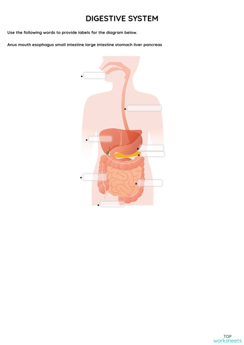 DIGESTIVE SYSTEM. Interactive worksheet | TopWorksheets