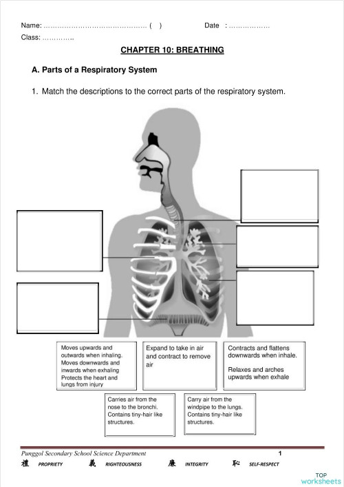 Respiratory: interactive worksheets and online exercises | TopWorksheets