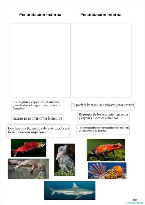 Fecundación externa e interna. Ficha interactiva | TopWorksheets