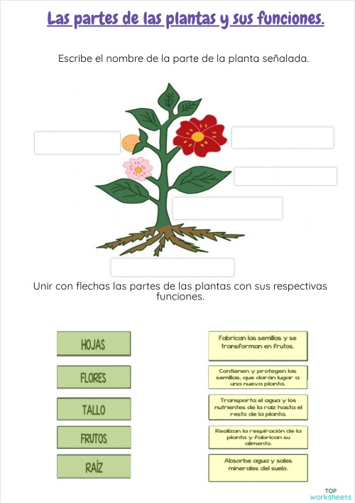 Hoja De Trabajo Sobre Las Partes De Una Planta Y Sus Funciones