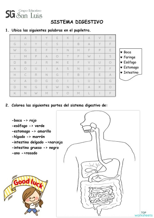 SISTEMA DIGESTIVO. Ficha interactiva | TopWorksheets