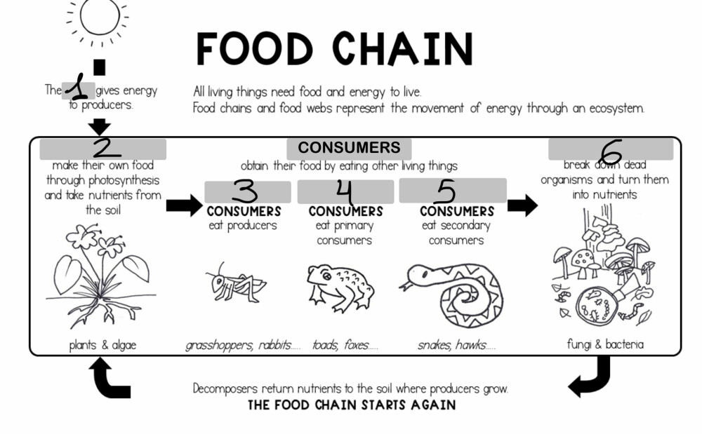 FOOD CHAIN. Interactive worksheet | TopWorksheets