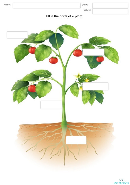 Parts Of A Tomato Plant Worksheet