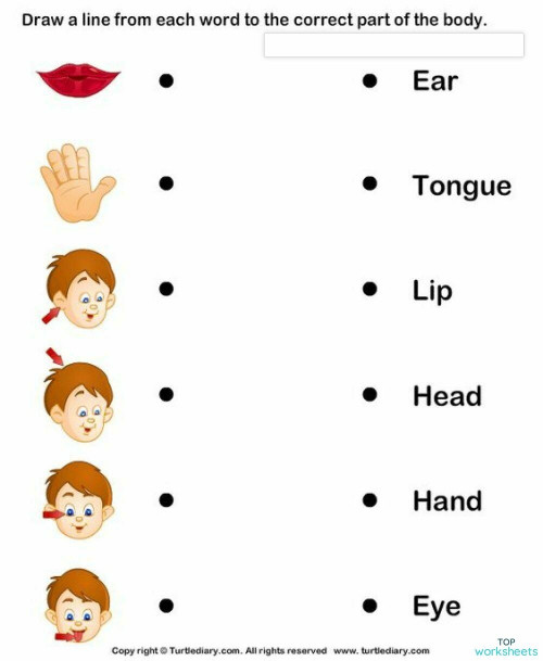 Body Matching Interactive Worksheet TopWorksheets body-matching-interactive-worksheet-topworksheets
