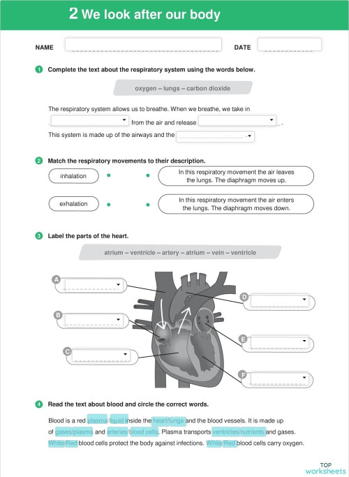 U2 Science test 6th grade. Interactive worksheet | TopWorksheets