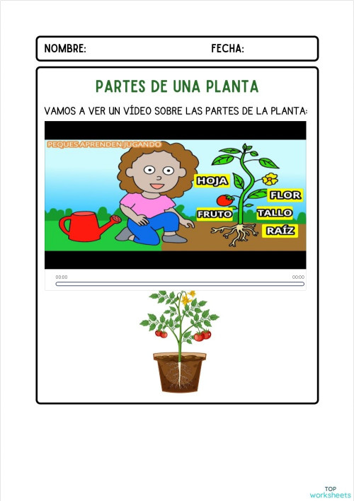 PARTES DE LA PLANTA. Ficha interactiva | TopWorksheets