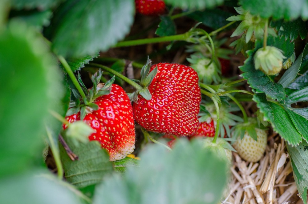 Les Fruites. Fitxa interactiva | TopWorksheets