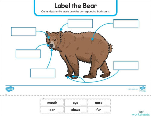 Bear Body Parts. Interactive worksheet | TopWorksheets
